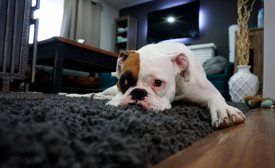 Bóxer: un perro valiente y de defensa - ANIMAL CENTER