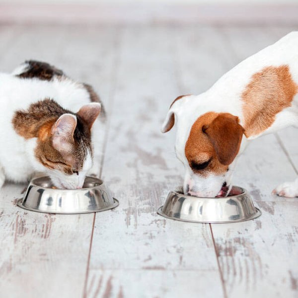 Home base - Animal Center