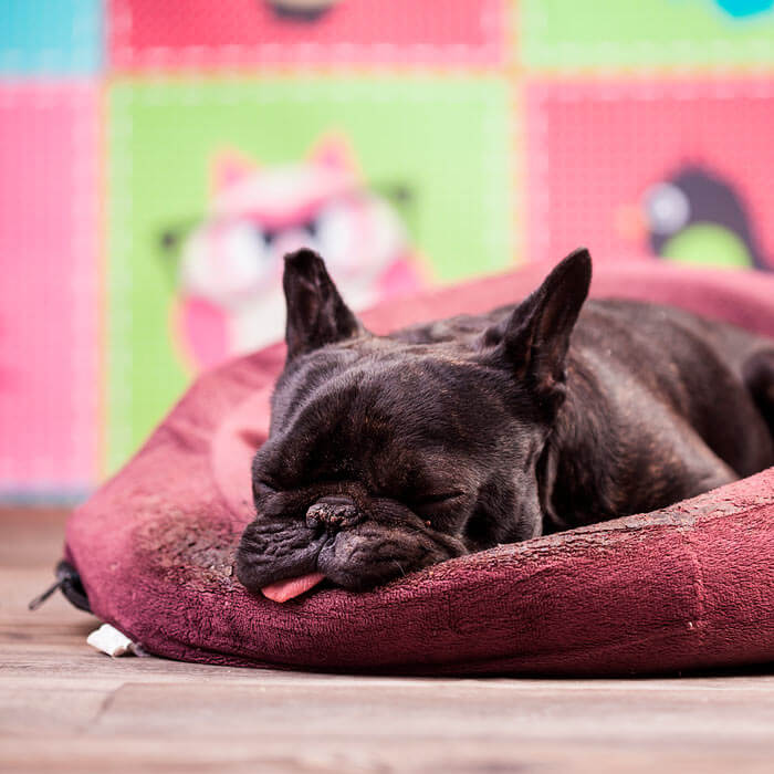 ANIMAL CENTER | Tienda para Mascotas