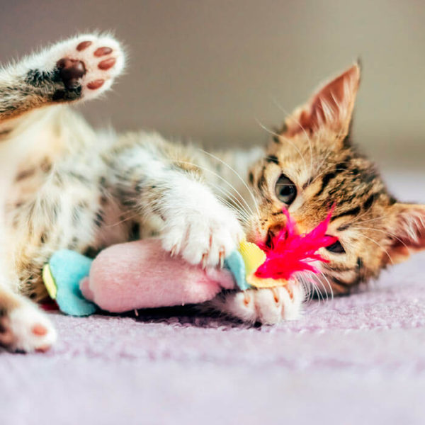 ANIMAL CENTER | Tienda para Mascotas