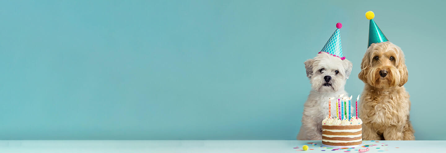 ANIMAL CENTER | Tienda para Mascotas